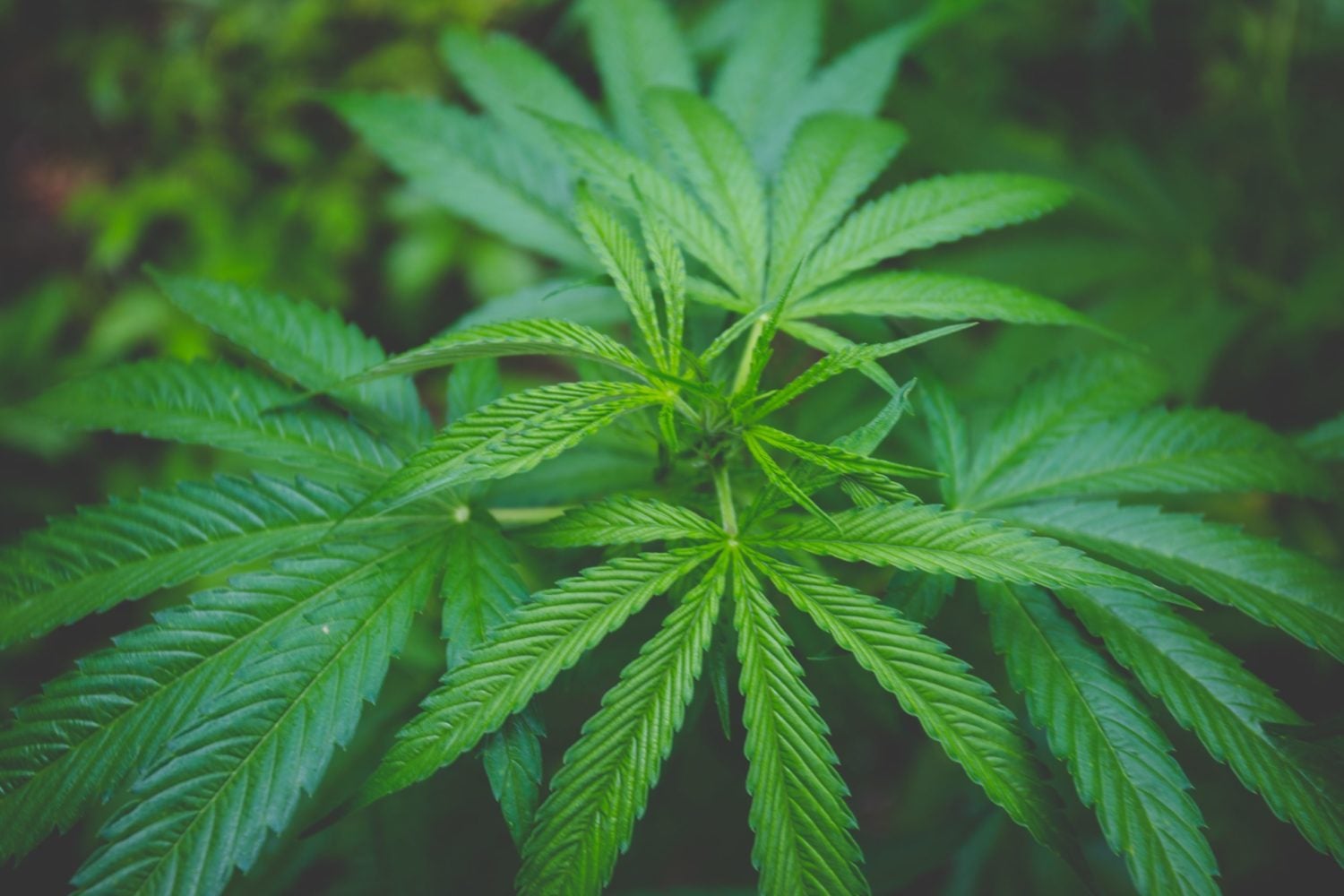 Everything You Need to Know about Hemp – A Complete Guide - SWAGGER ... Everything You Need to Know about Hemp – A Complete Guide - SWAGGER ...